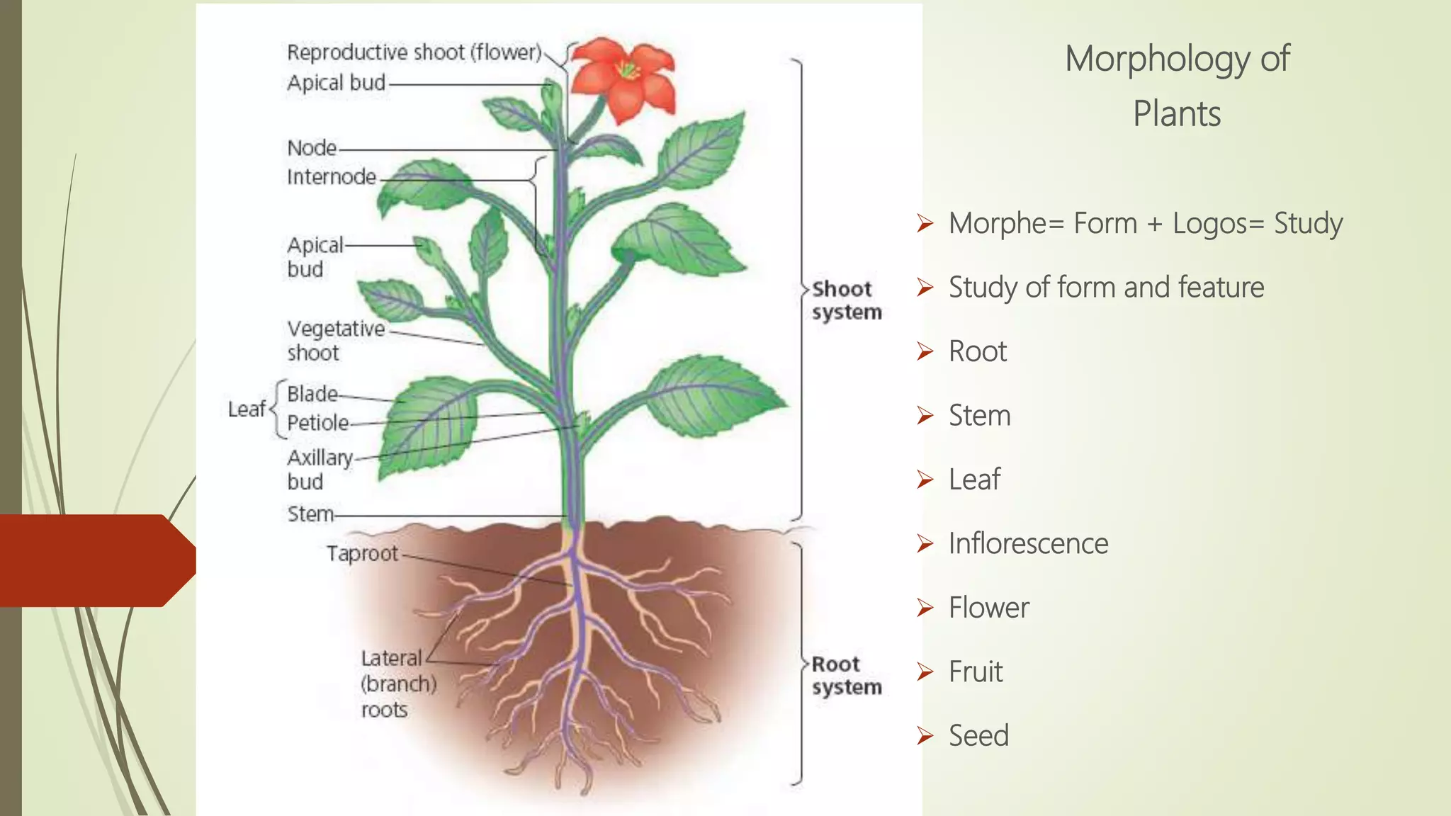 Morphology of flowering plants | PPTX