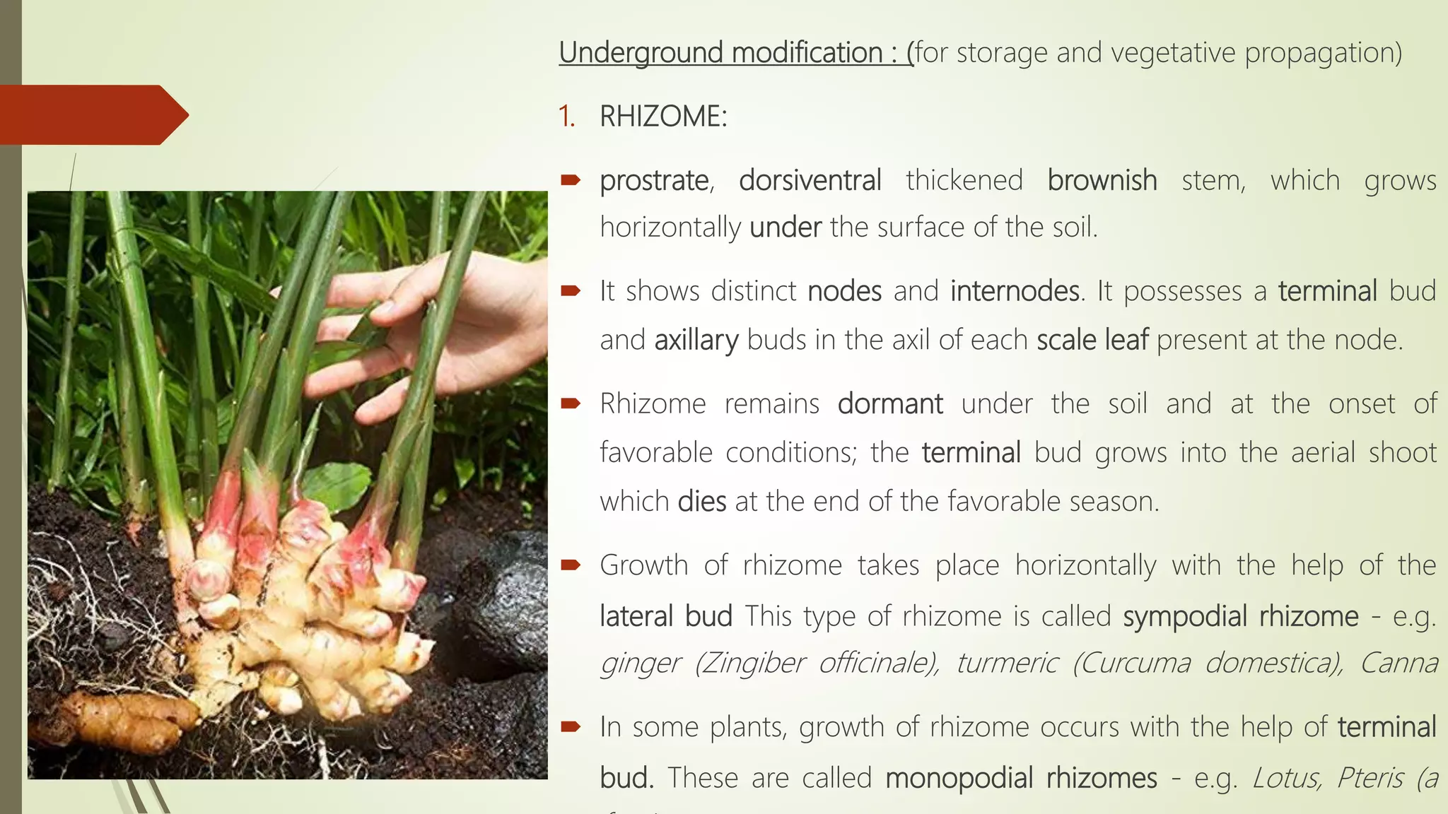 Morphology of flowering plants | PPTX