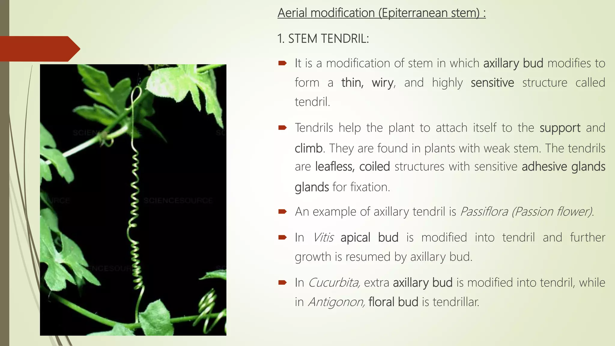 Morphology of flowering plants | PPTX