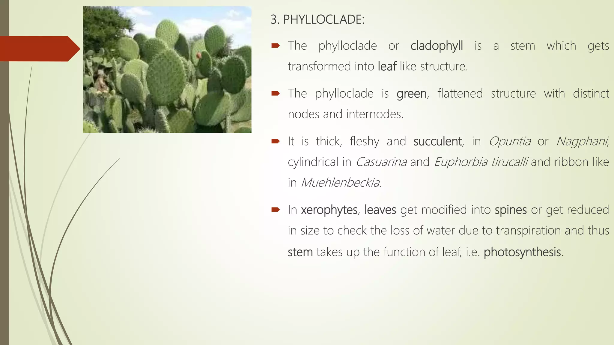 Morphology of flowering plants | PPTX