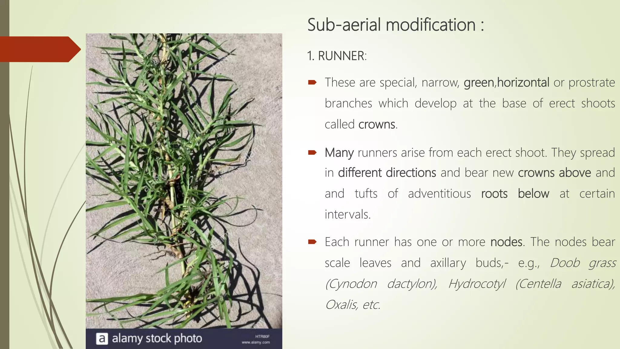 Morphology of flowering plants | PPTX