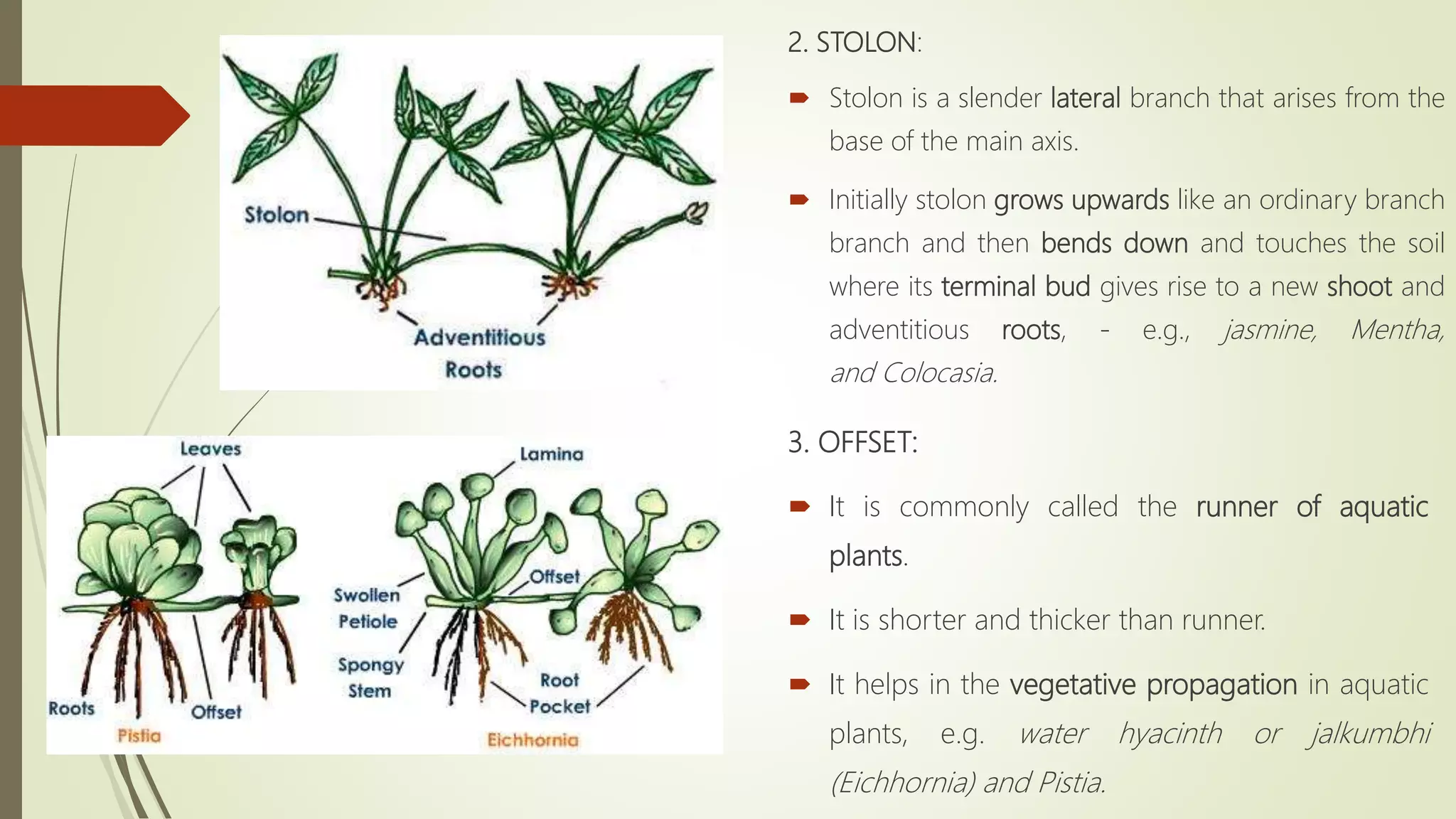 Morphology of flowering plants | PPTX