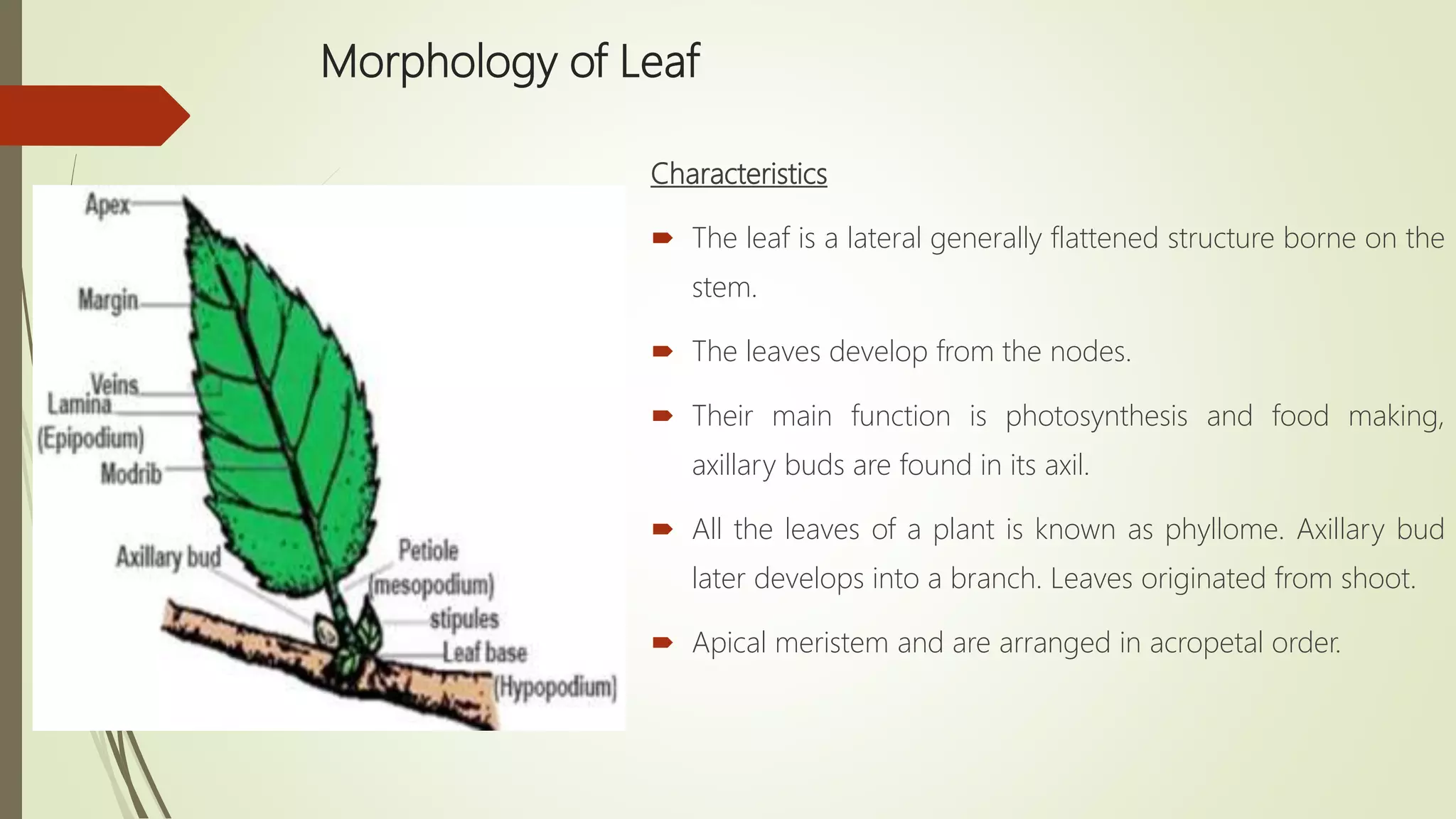 Morphology of flowering plants | PPTX