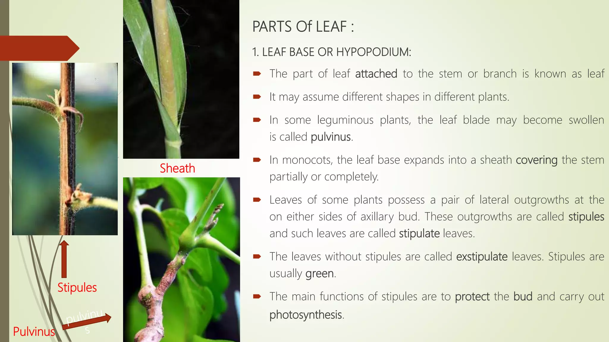 Morphology of flowering plants | PPTX