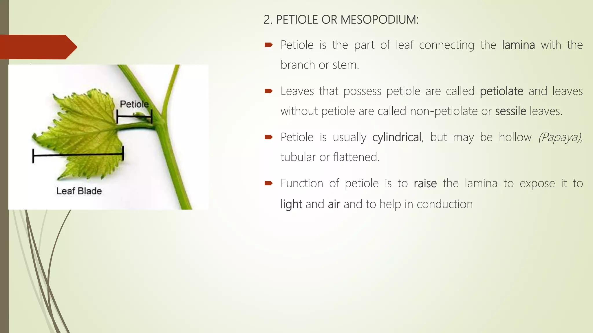 Morphology of flowering plants | PPTX