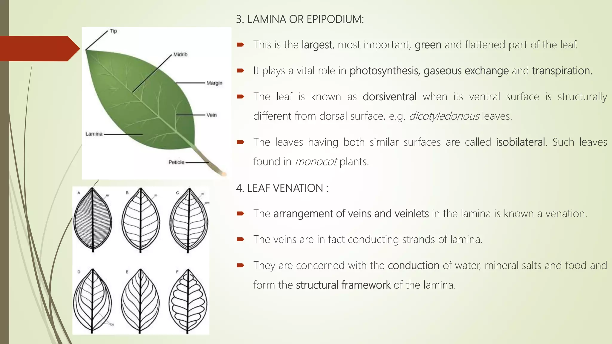Morphology of flowering plants | PPTX