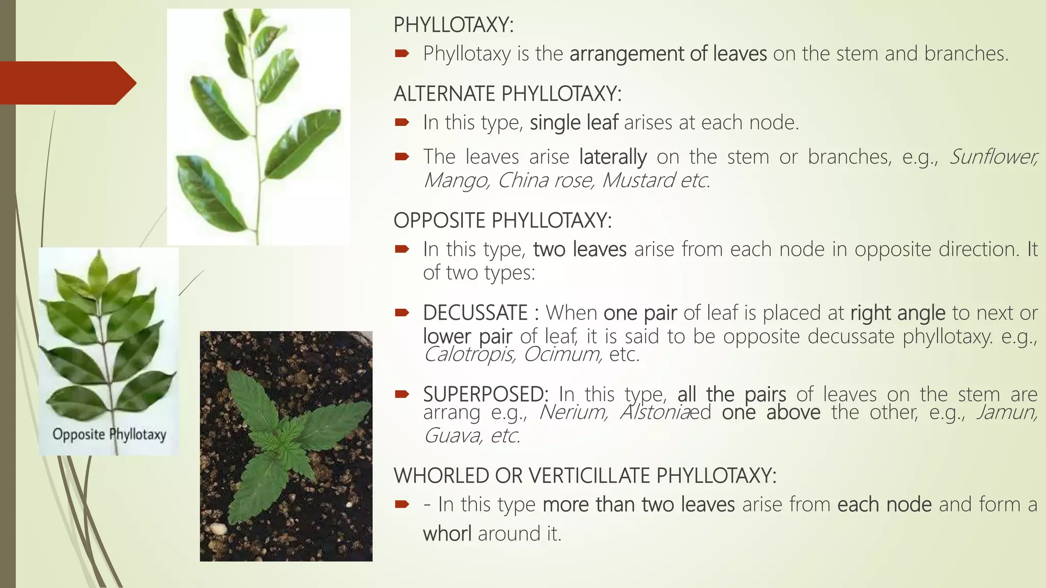 Morphology of flowering plants | PPTX