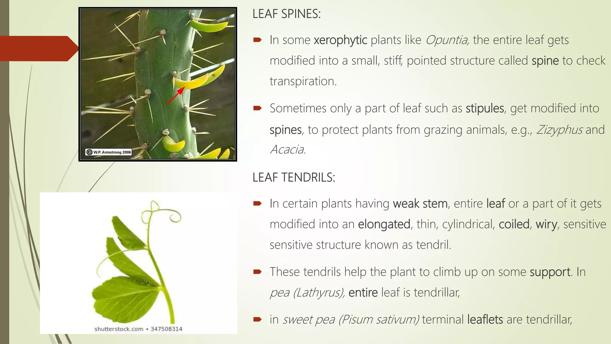 Morphology of flowering plants | PPTX