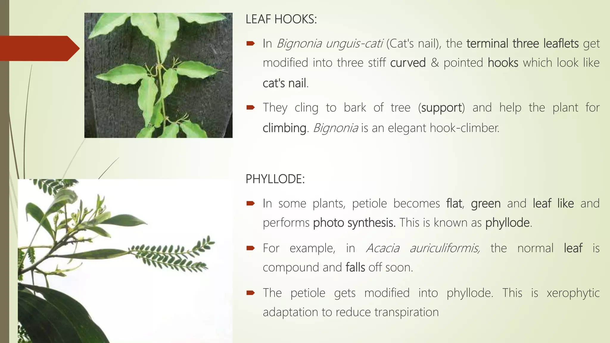 Morphology of flowering plants | PPTX