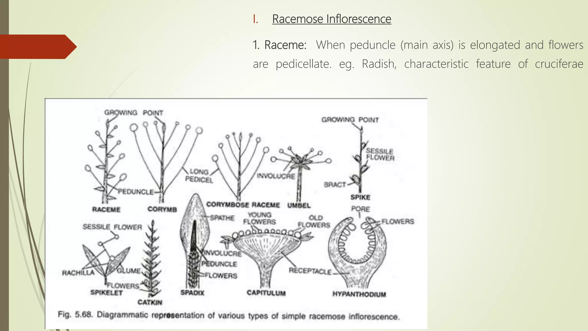 Morphology of flowering plants | PPTX