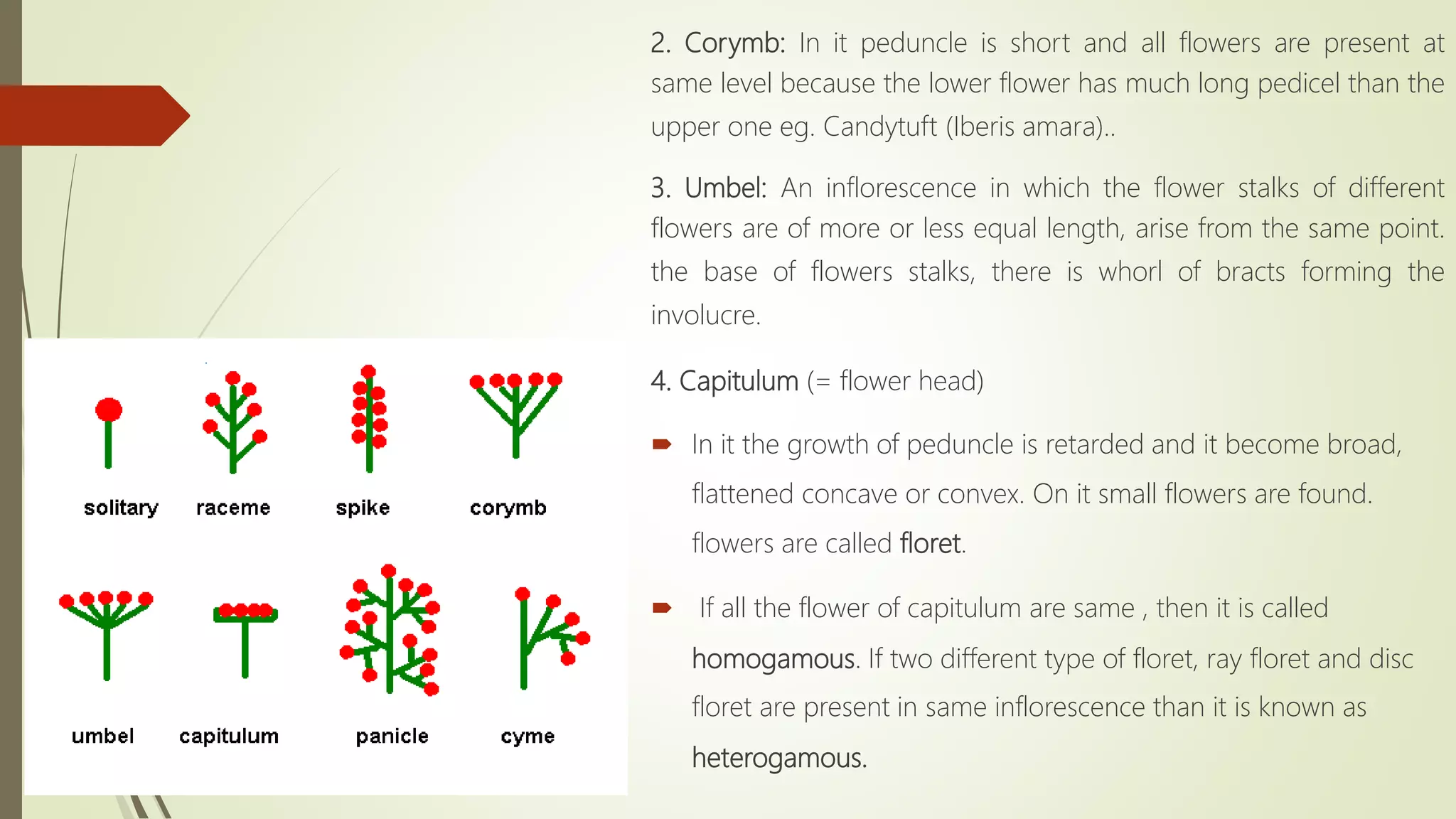 Morphology of flowering plants | PPTX