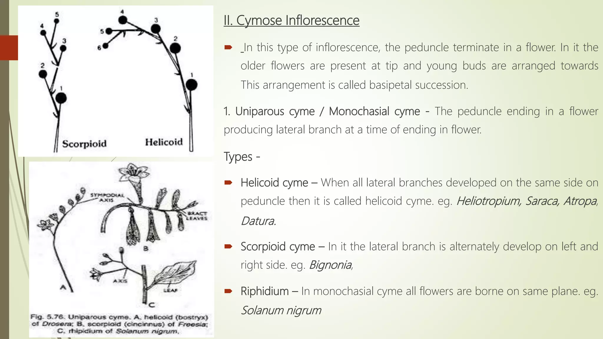 Morphology of flowering plants | PPTX