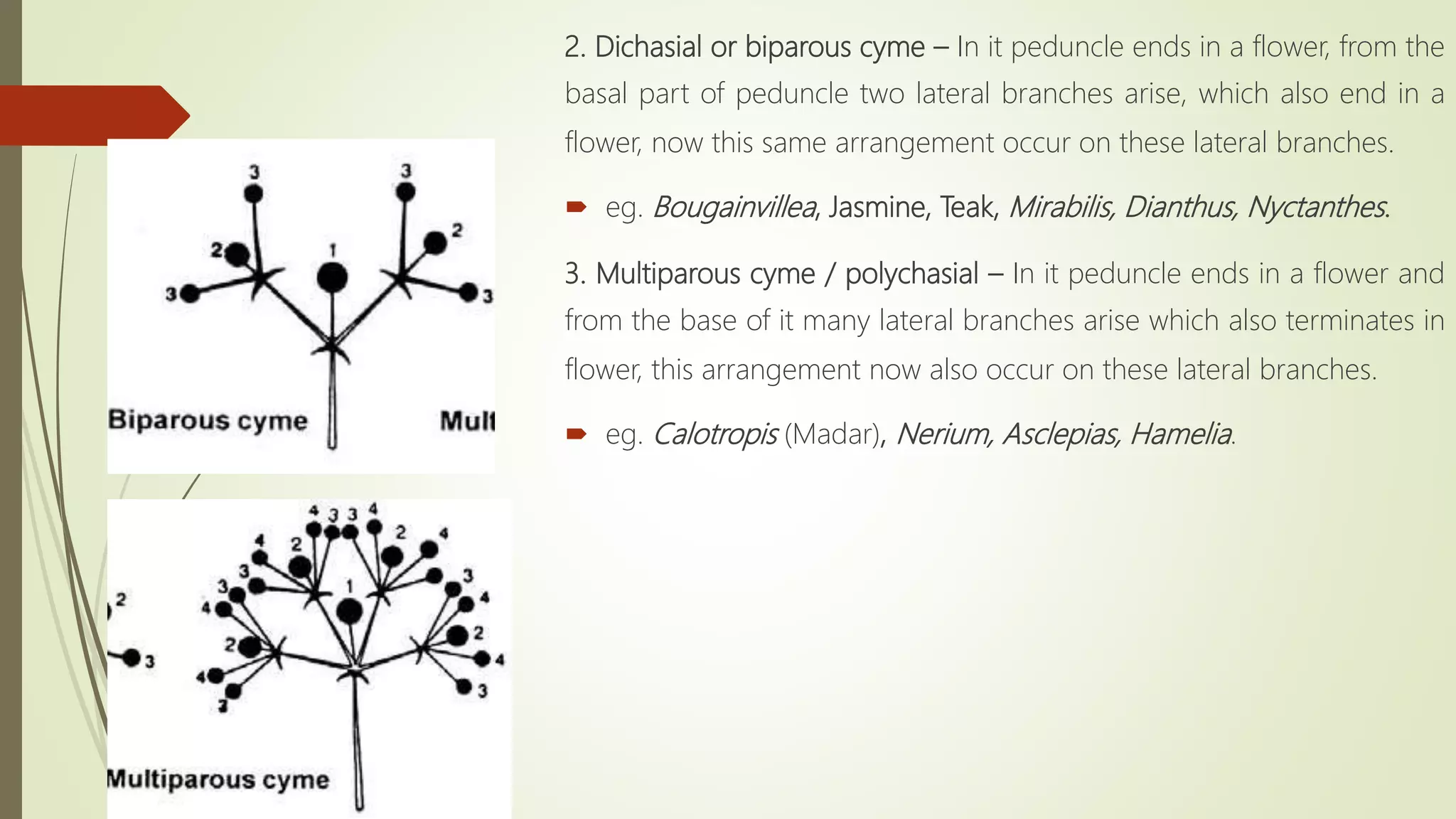 Morphology of flowering plants | PPTX