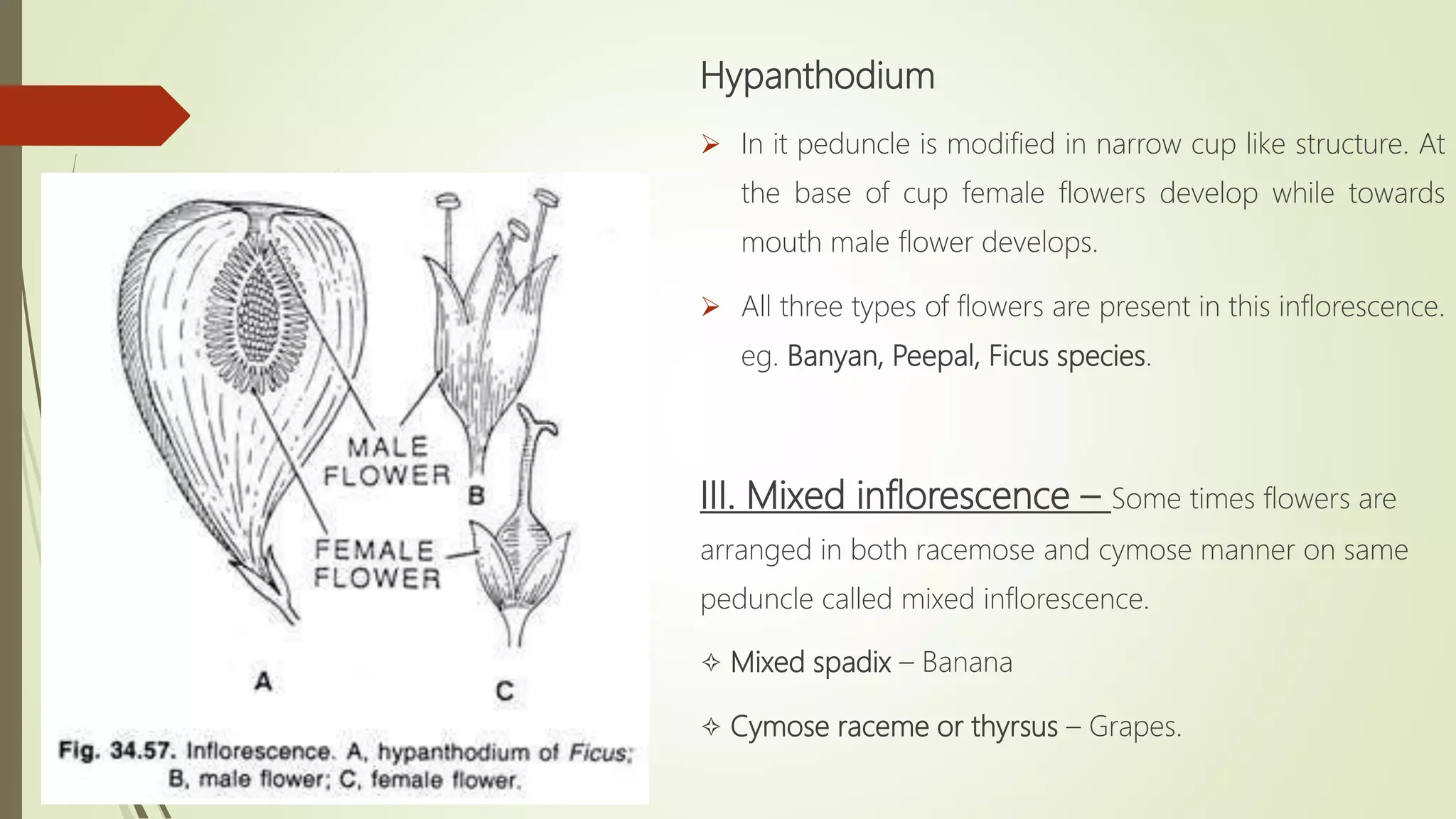 Morphology of flowering plants | PPTX