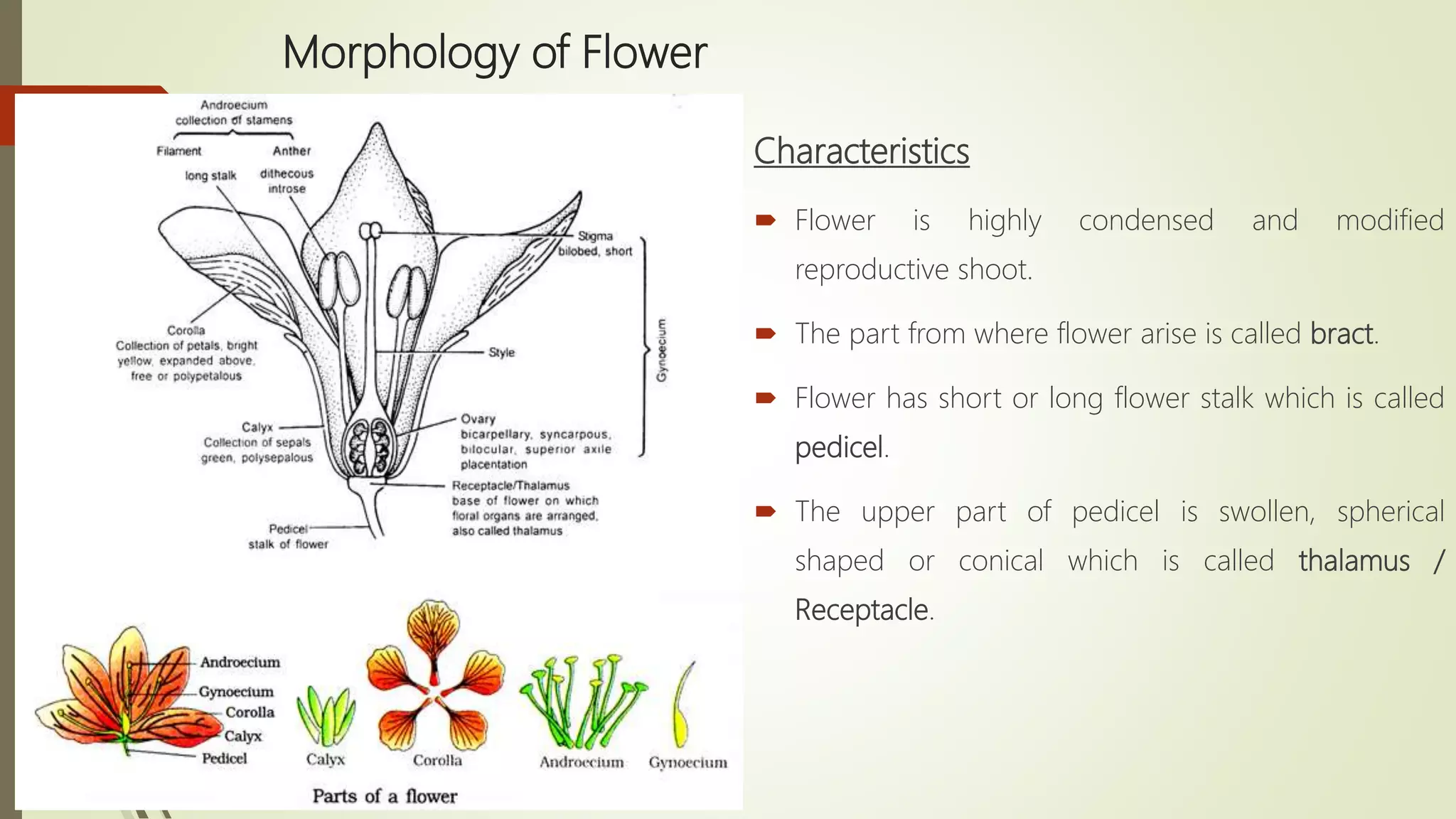 Morphology of flowering plants | PPTX