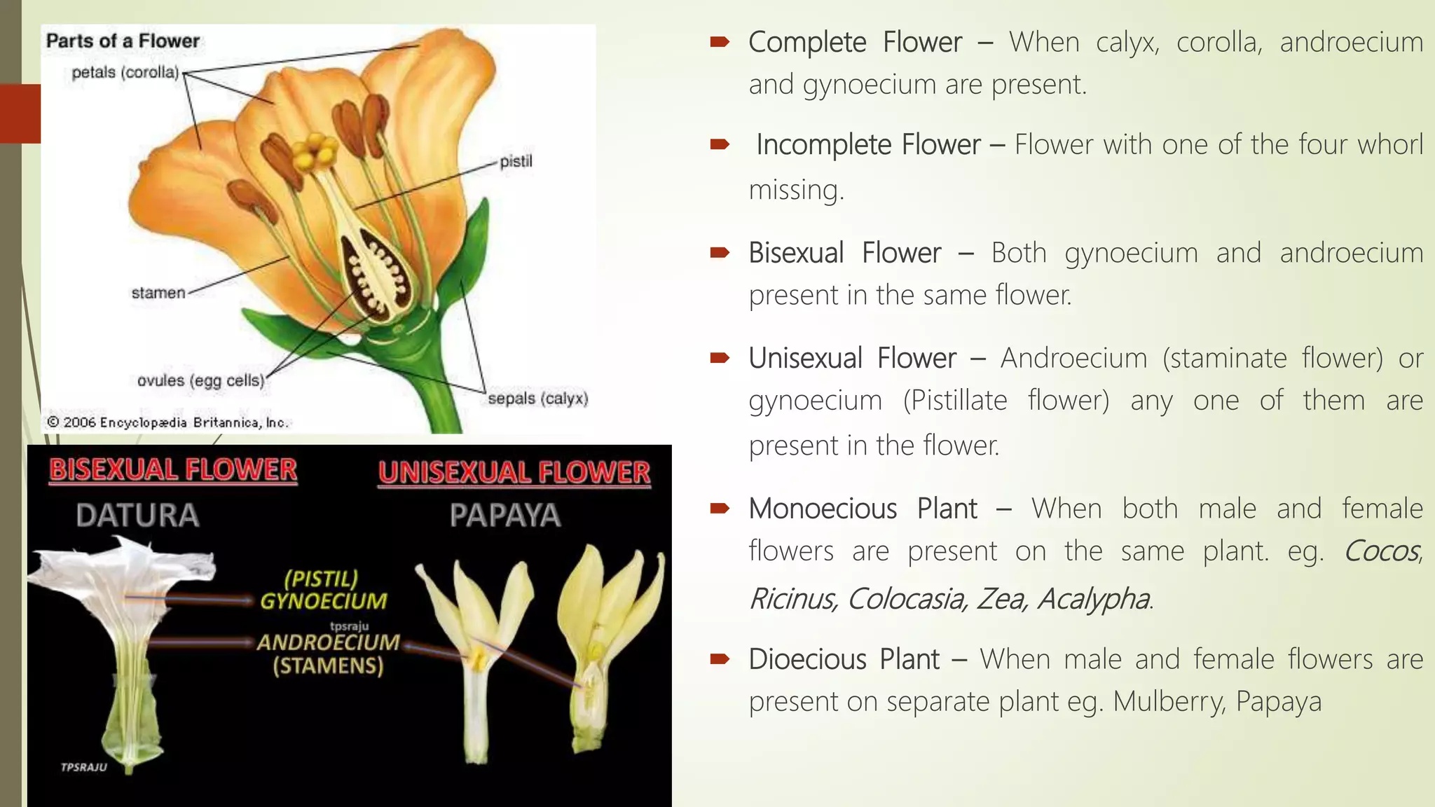 Morphology of flowering plants | PPTX