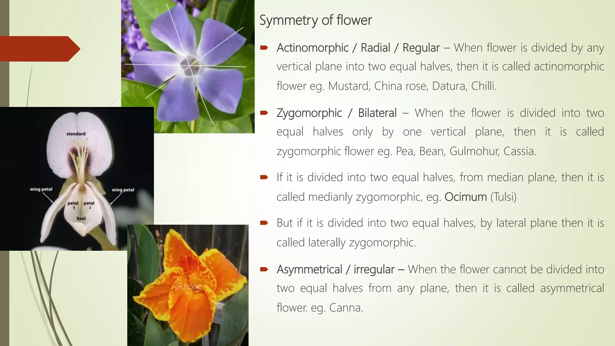 Morphology of flowering plants | PPTX