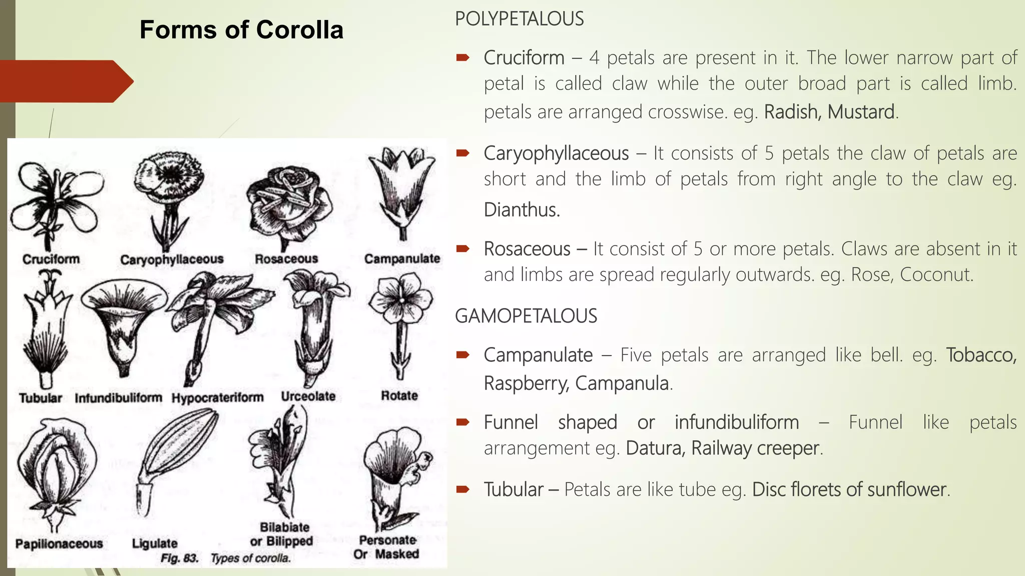 Morphology of flowering plants | PPTX
