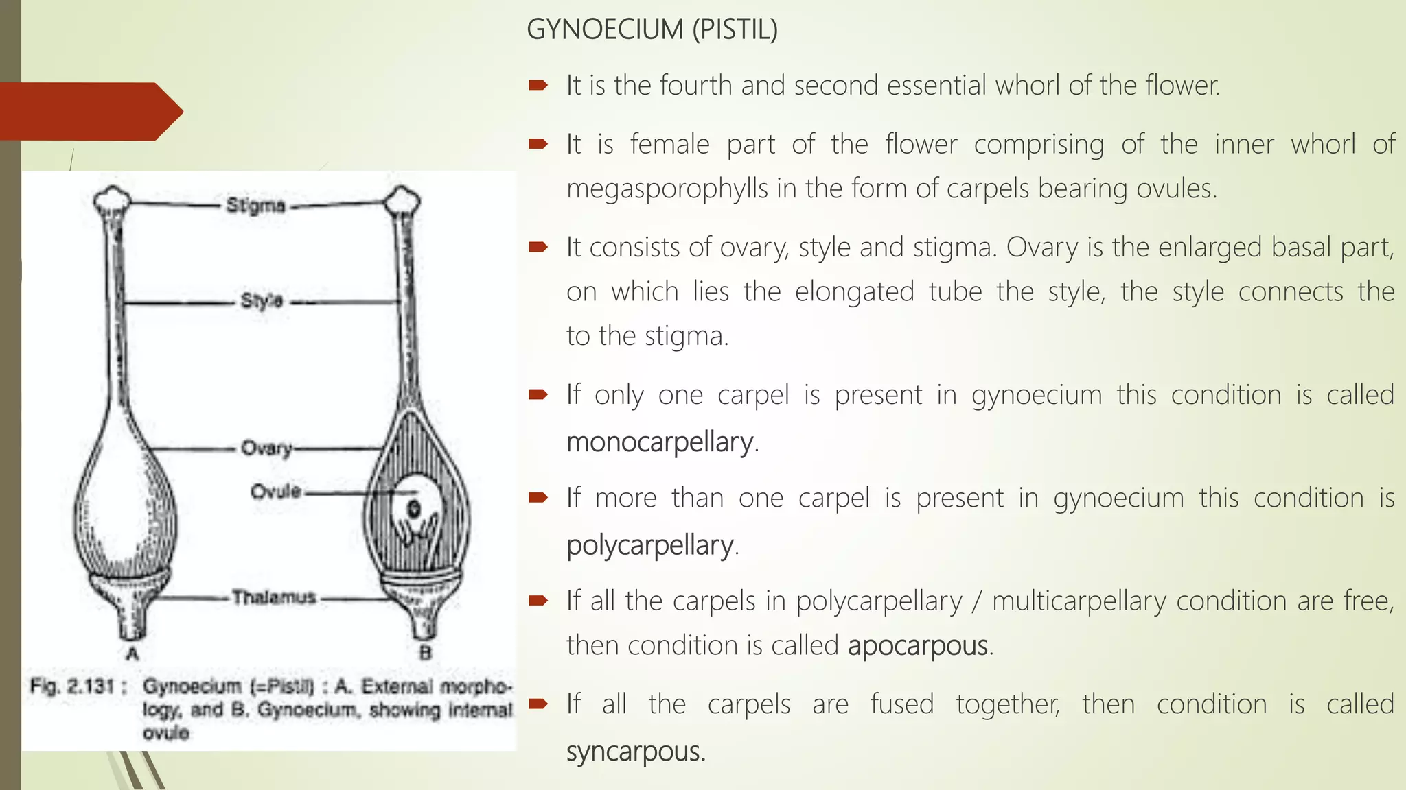 Morphology of flowering plants | PPTX