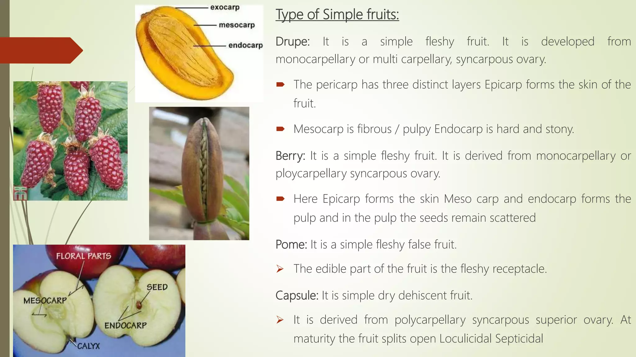 Morphology of flowering plants | PPTX