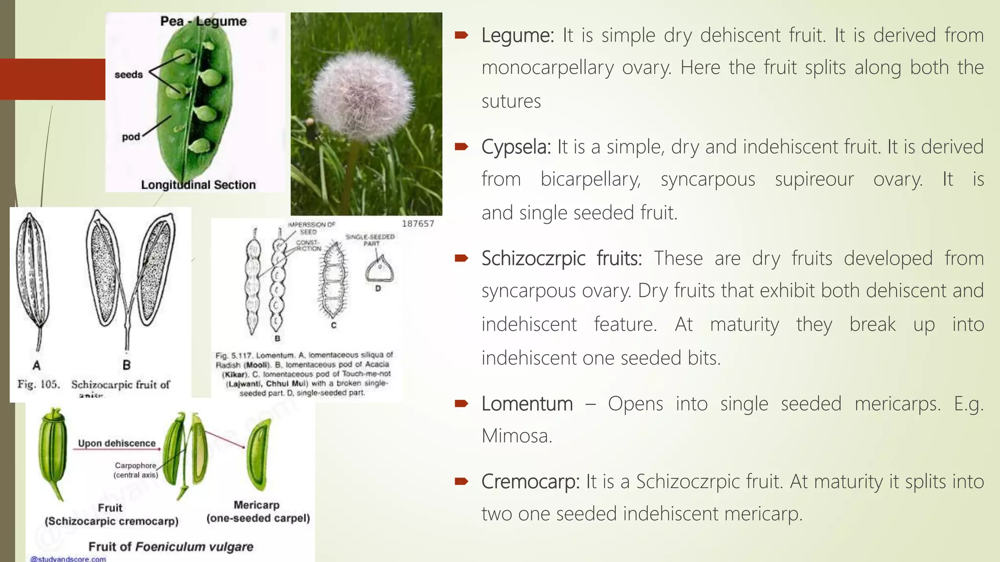 Morphology of flowering plants | PPTX