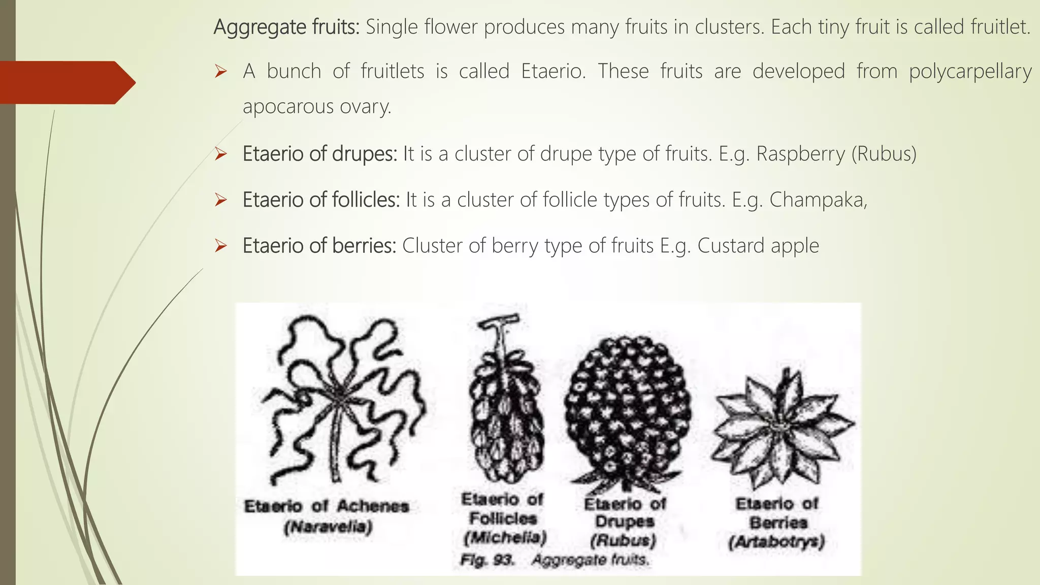 Morphology of flowering plants | PPTX
