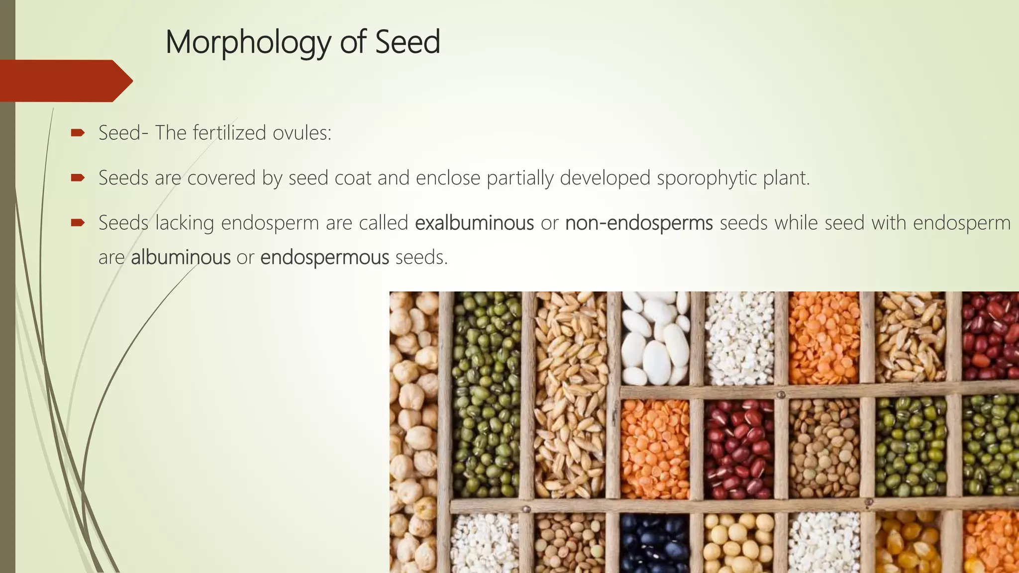 Morphology of flowering plants | PPTX