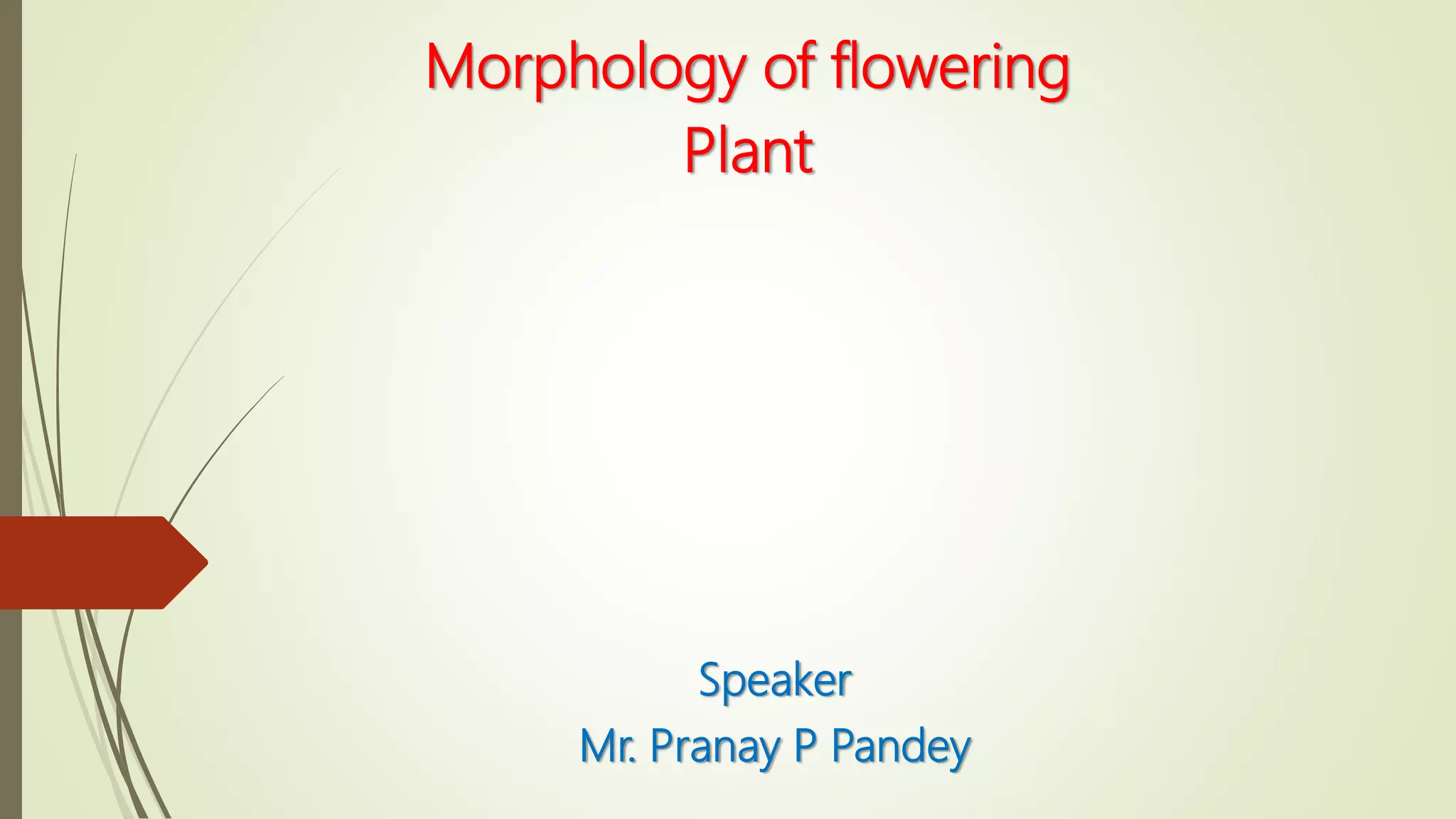 Morphology of flowering plants | PPT