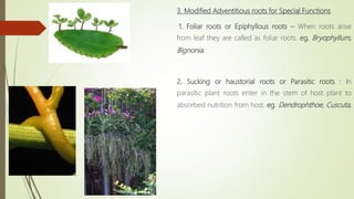 Morphology of flowering plants | PPTX