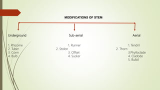 Morphology of flowering plants | PPTX