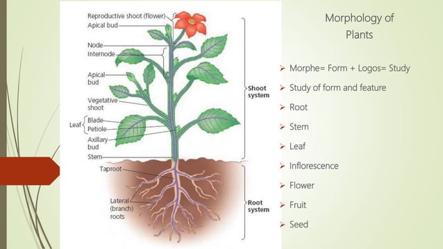 Morphology of flowering plants | PPTX | Gardening | Home & Garden