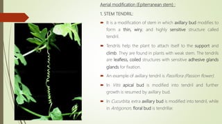 Morphology of flowering plants | PPTX