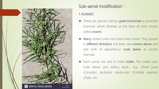Morphology of flowering plants | PPTX