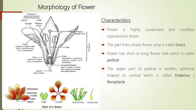 Morphology of flowering plants | PPTX | Gardening | Home & Garden