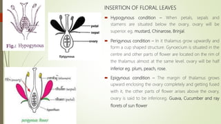 Morphology of flowering plants | PPTX