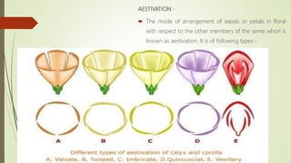Morphology of flowering plants | PPTX