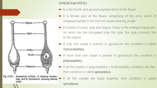 Morphology of flowering plants | PPTX
