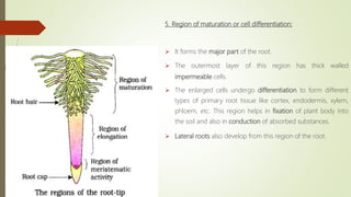 Morphology of flowering plants | PPTX