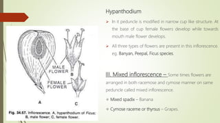Morphology of flowering plants | PPT