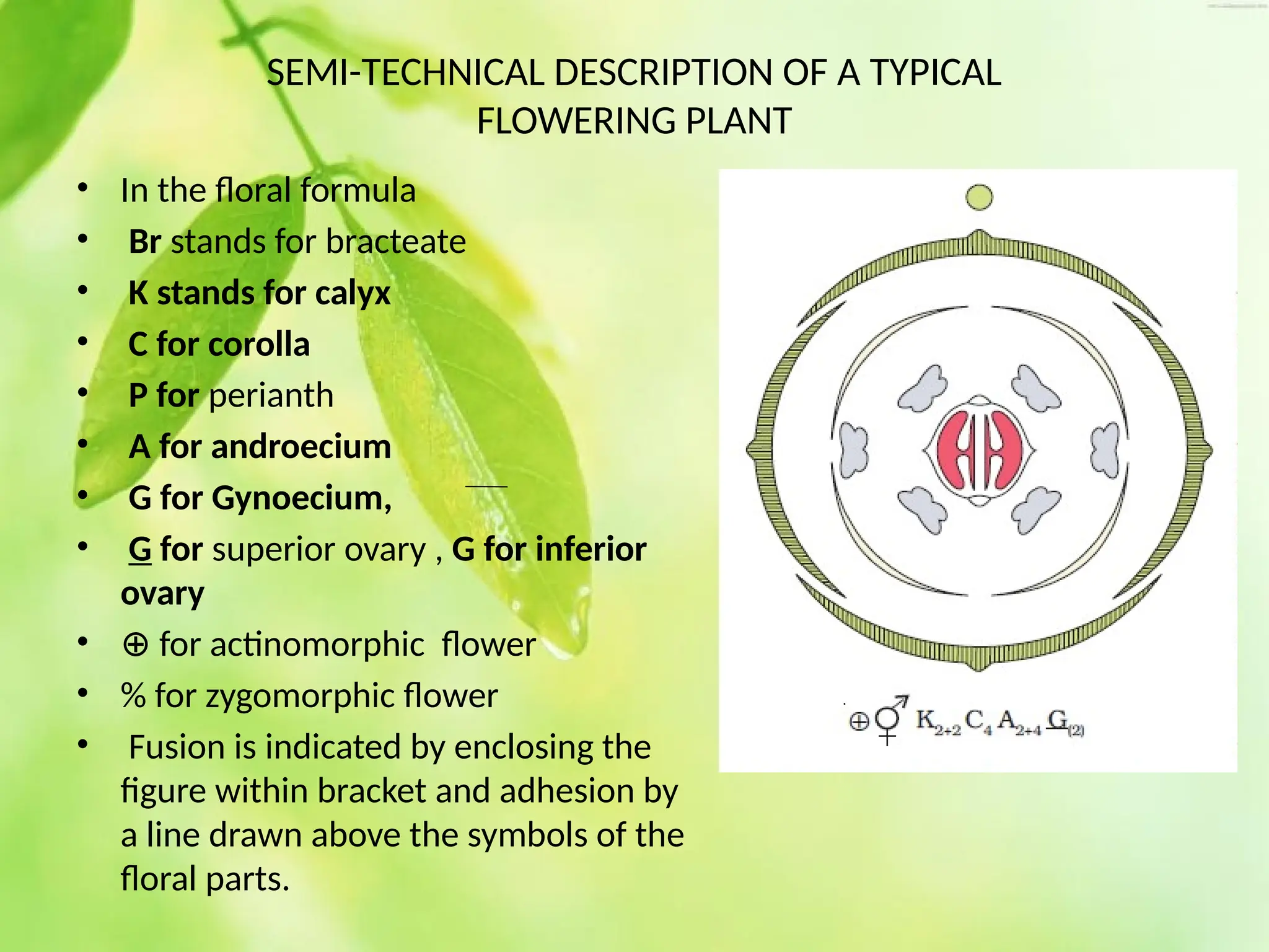 morphologyoffloweringplants-200505060434.pptx