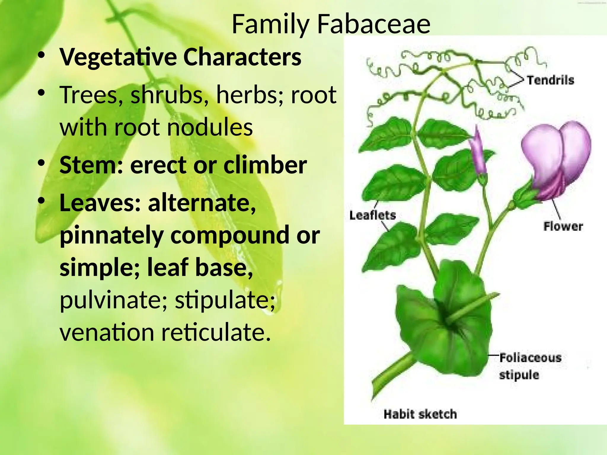 morphologyoffloweringplants-200505060434.pptx