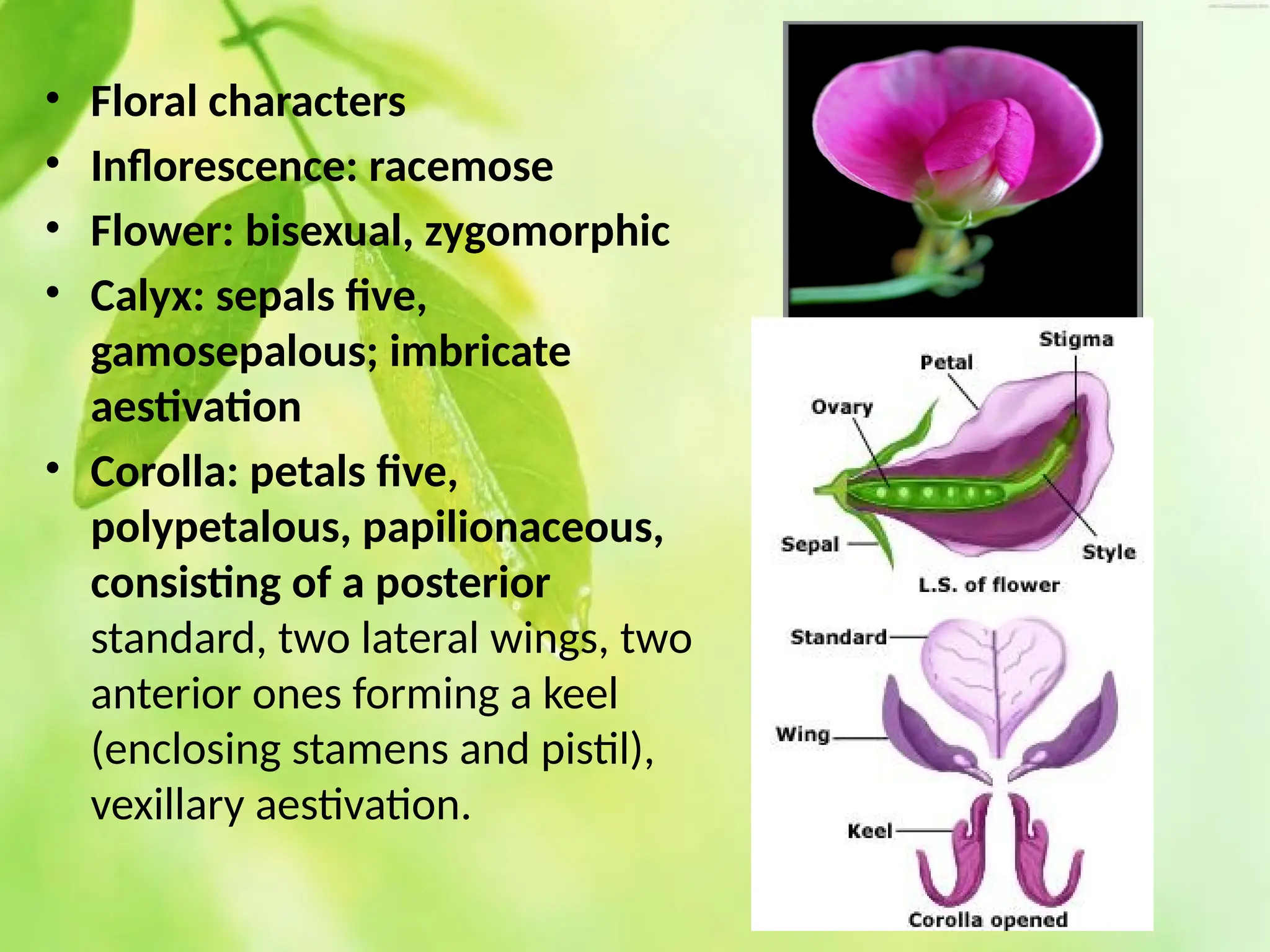 morphologyoffloweringplants-200505060434.pptx