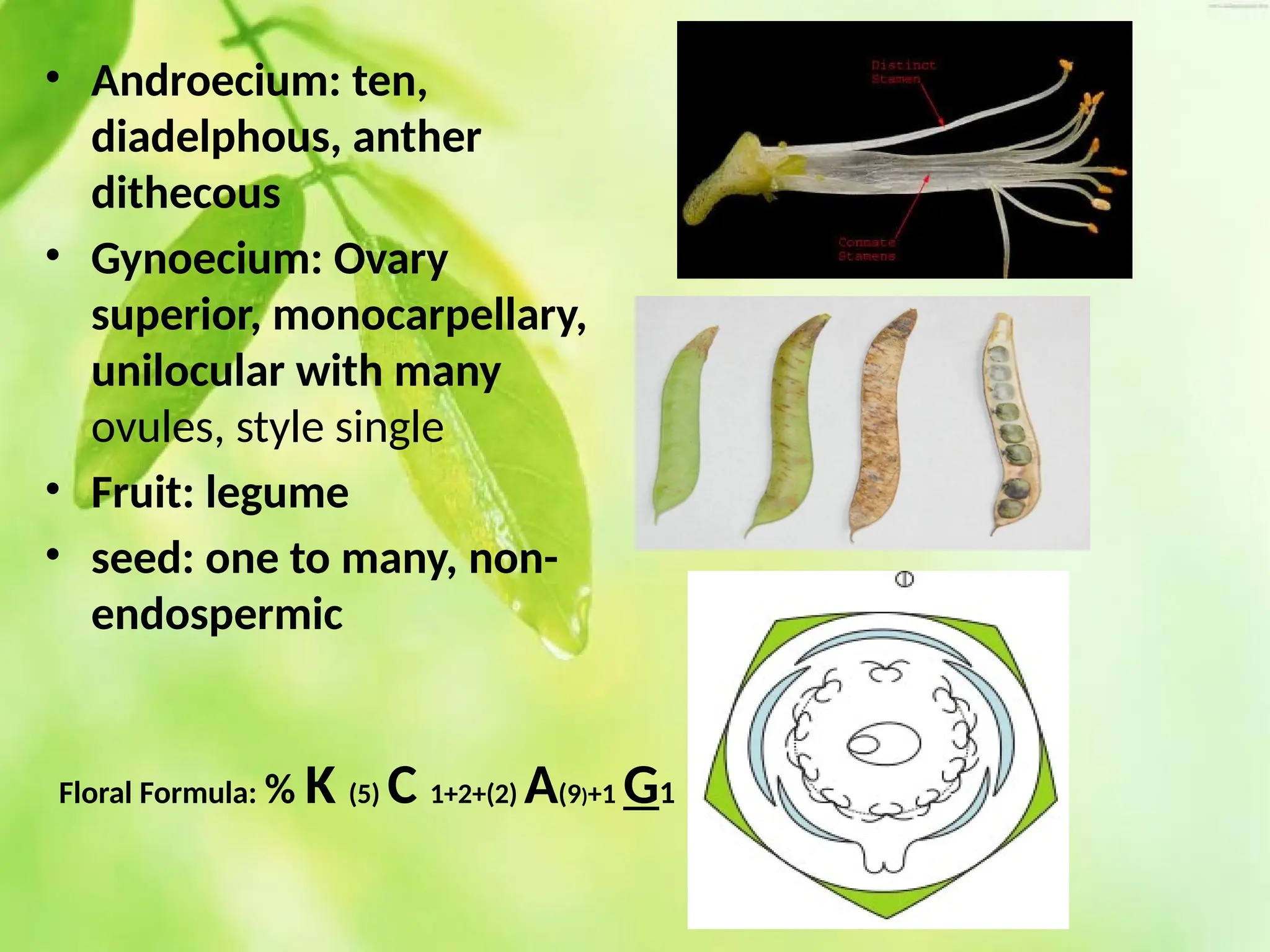 morphologyoffloweringplants-200505060434.pptx
