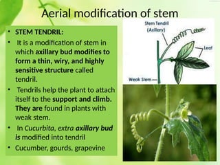 morphologyoffloweringplants-200505060434.pptx
