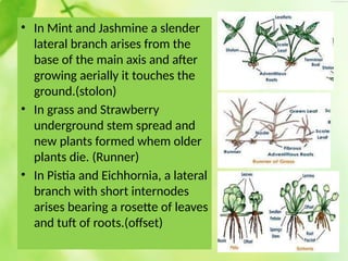 morphologyoffloweringplants-200505060434.pptx