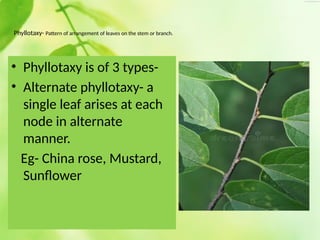 morphologyoffloweringplants-200505060434.pptx