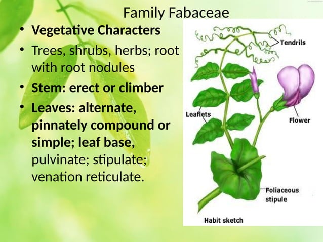 morphologyoffloweringplants-200505060434.pptx