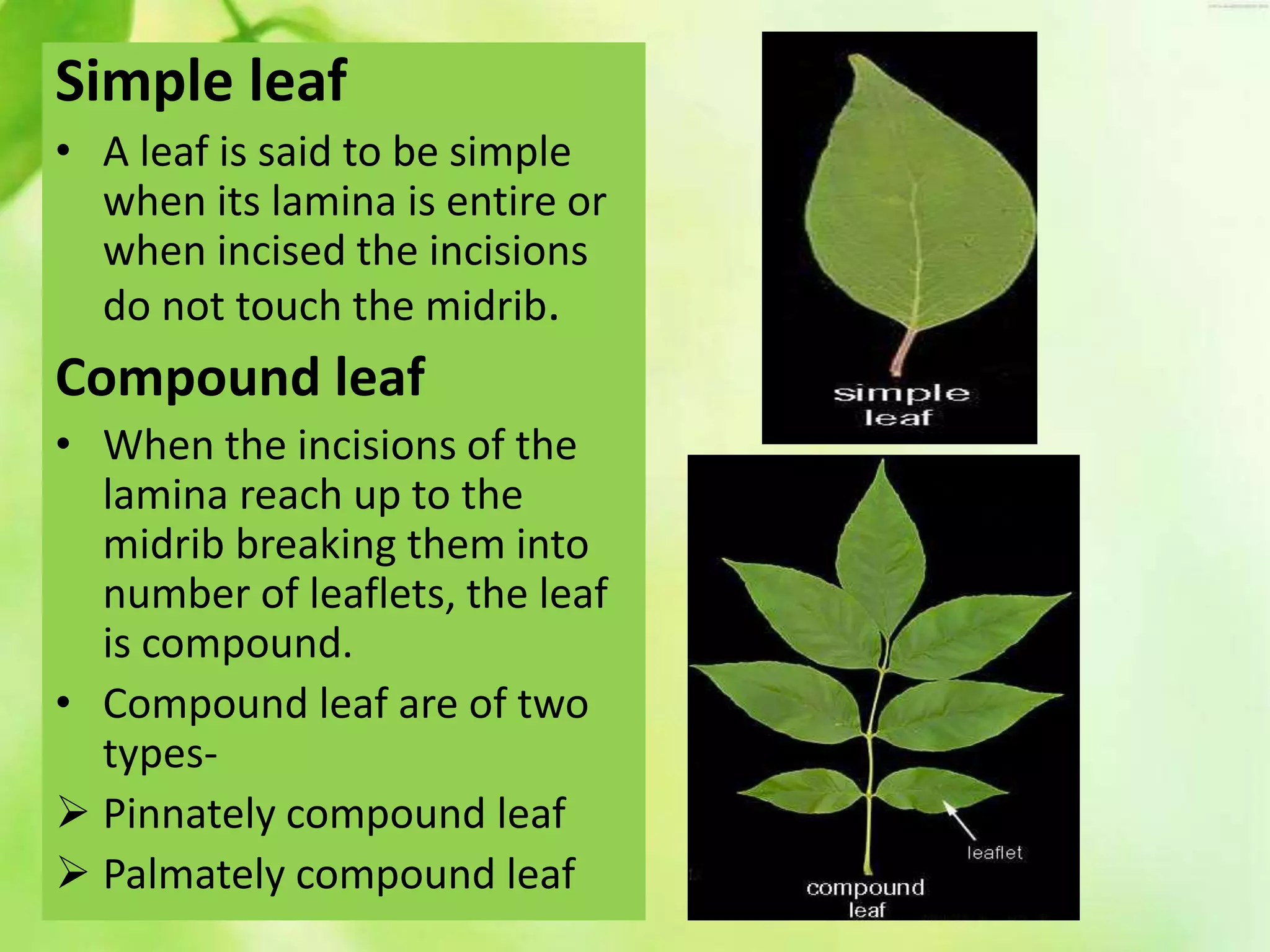 Morphology of flowering plants | PPTX