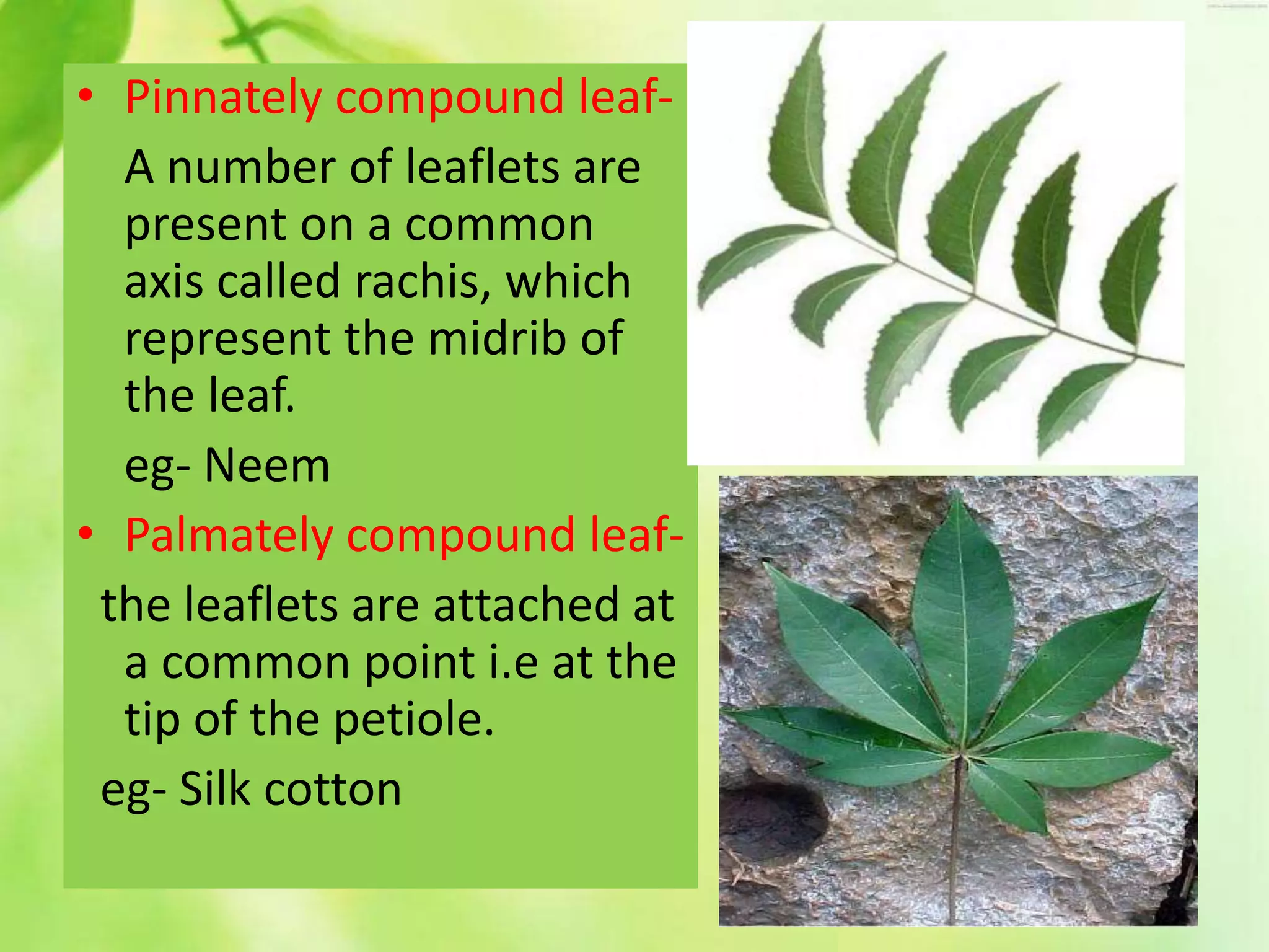Morphology of flowering plants | PPTX