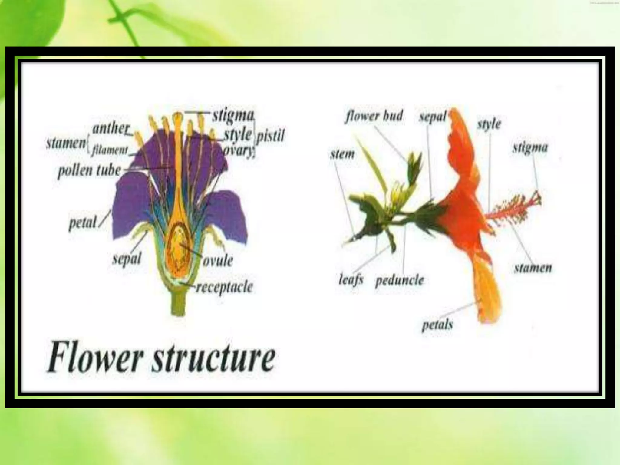 Morphology of flowering plants | PPTX